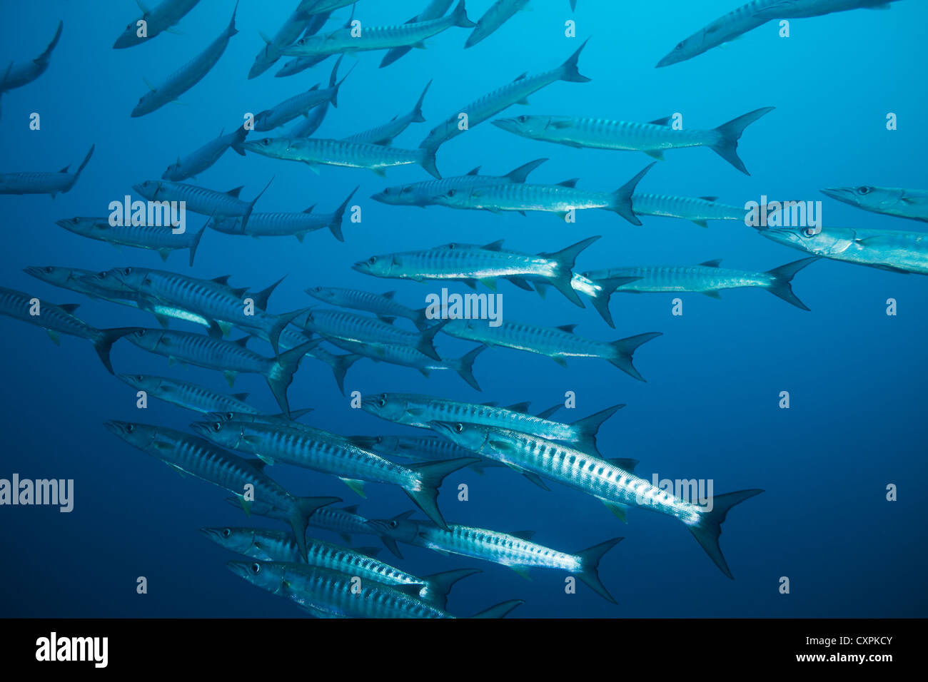 school of barracudas in deep water about 30 meters Stock Photo - Alamy
