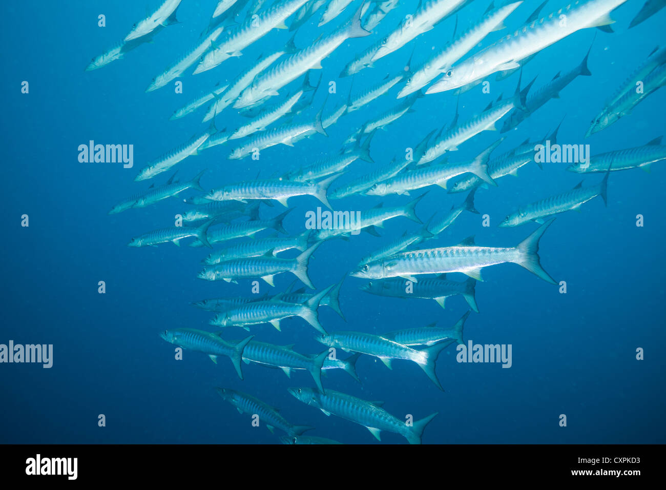 school of barracudas in the ocean - stunning site Stock Photo - Alamy