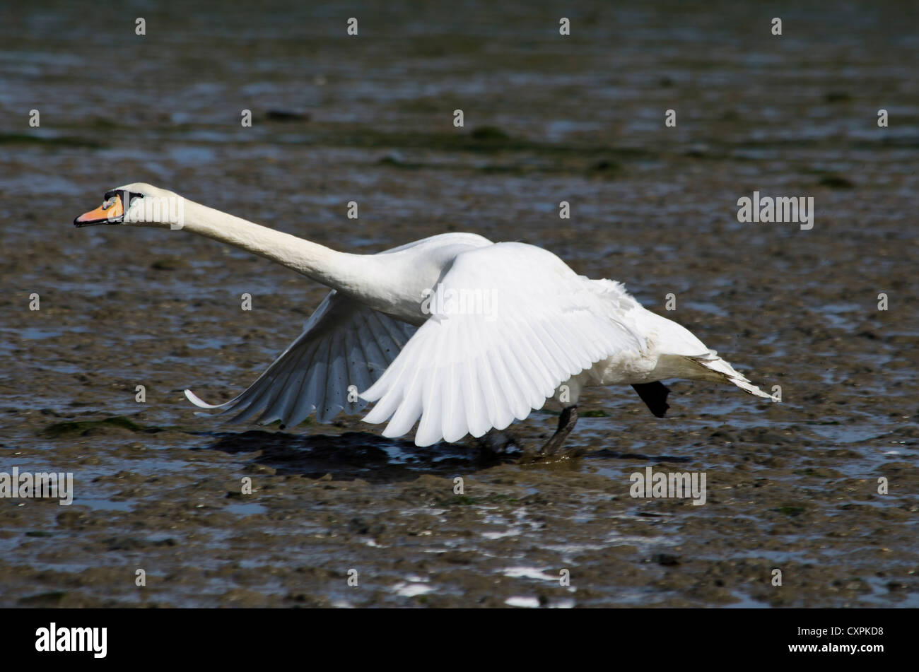 Swan landing hi-res stock photography and images - Alamy