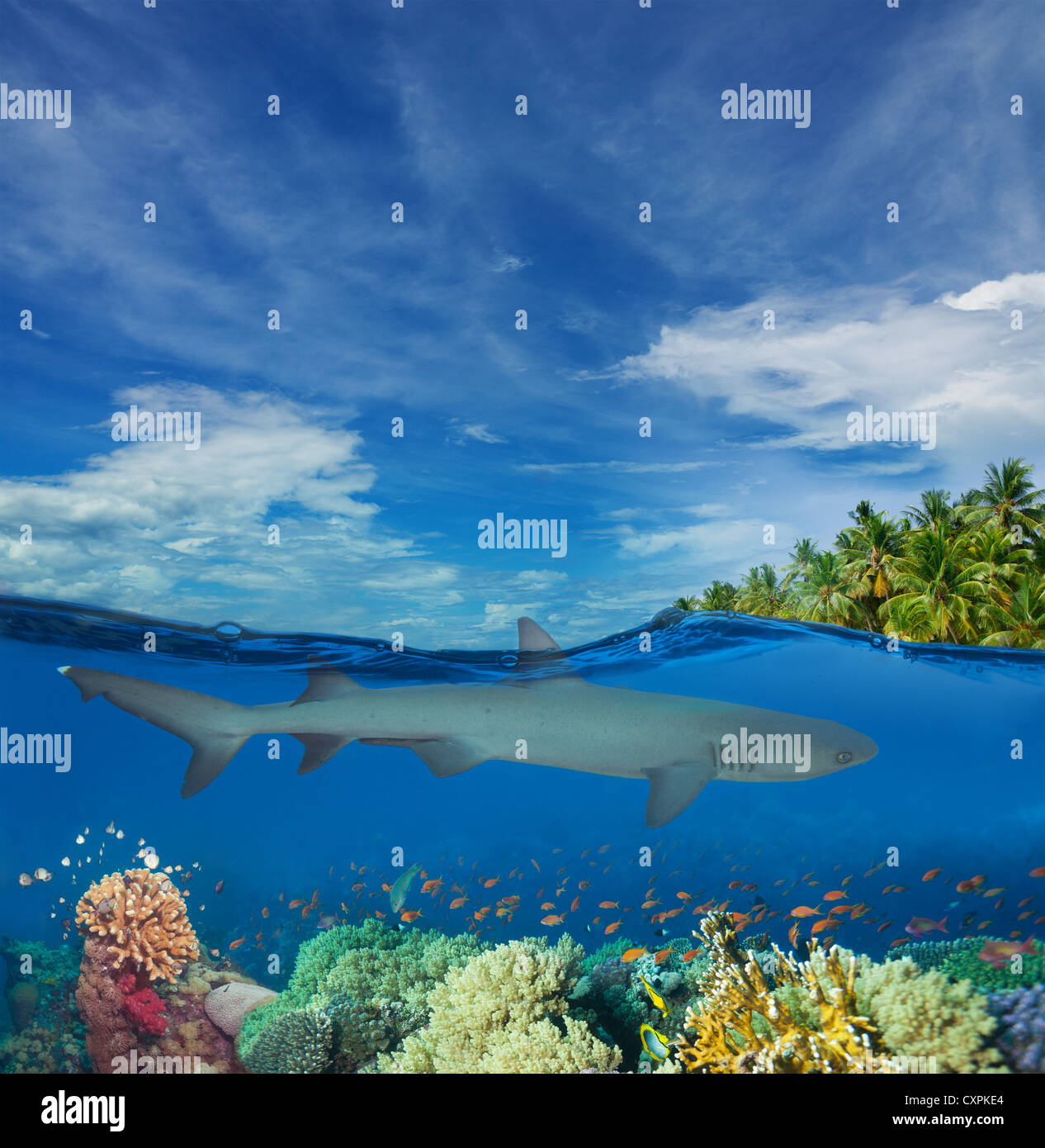 Half underwater coral hi-res stock photography and images - Alamy