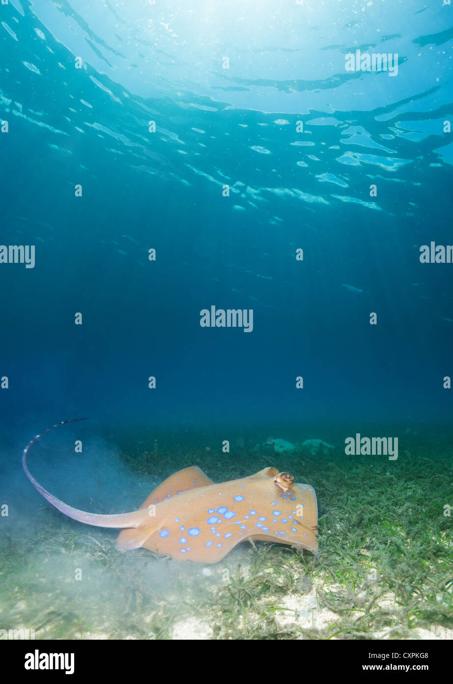 Blue spotted stingray on deep sandy bottom Stock Photo - Alamy