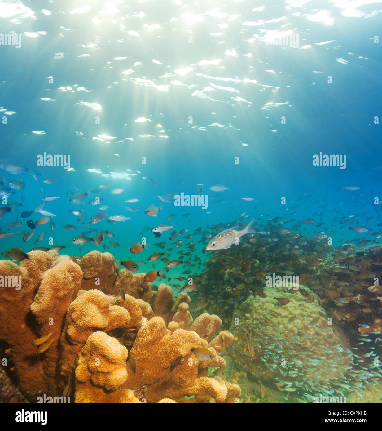 exciting underwater panorama with corals, fish schools, and sunlight ...