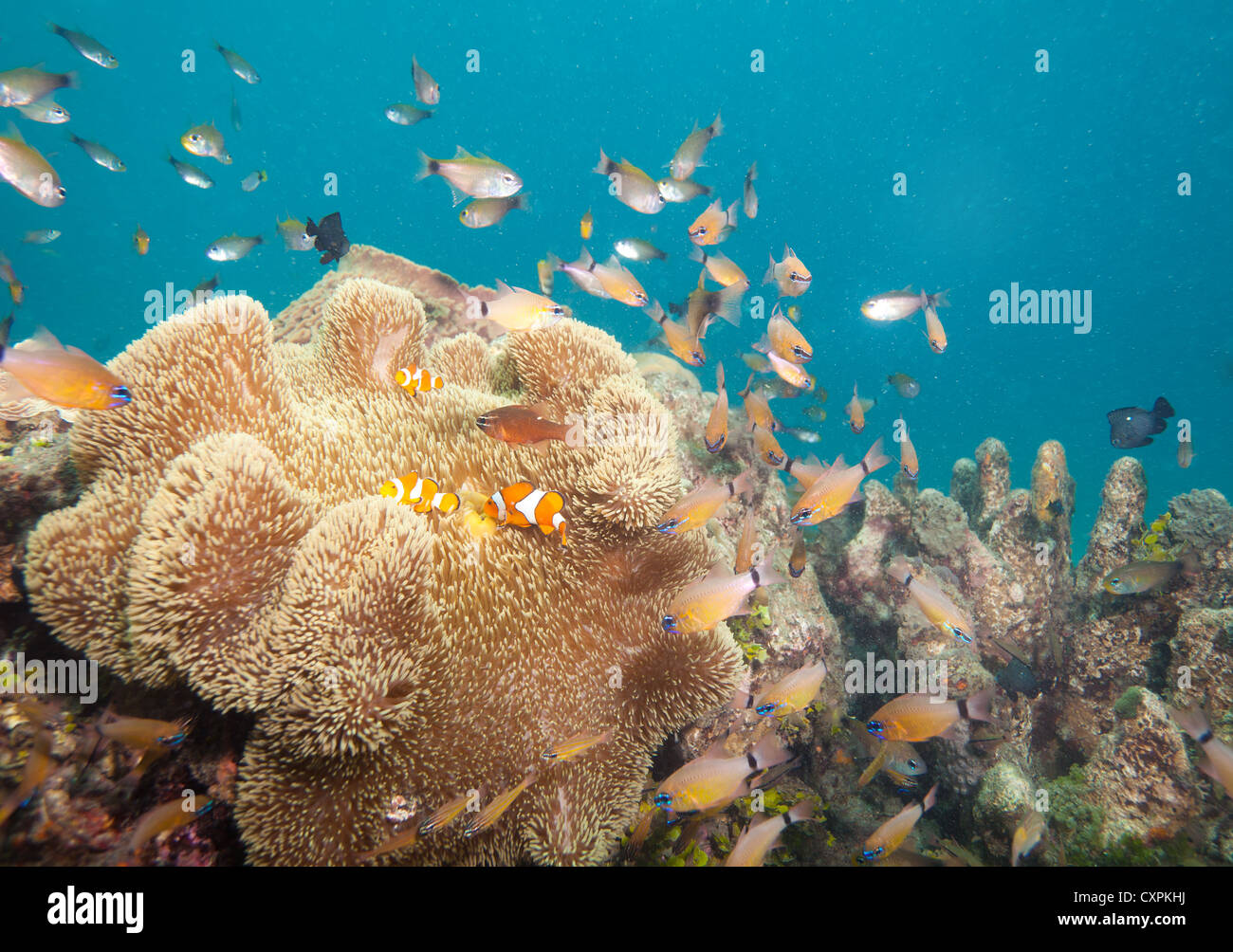 big anemones bush on the coral reef and many fish around Stock Photo ...