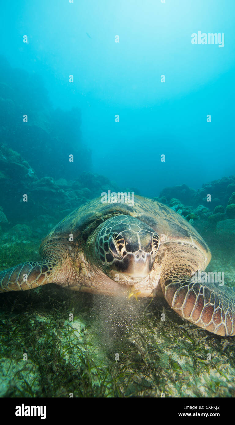 Sea Turtle With Seaweed Stock Photos & Sea Turtle With Seaweed Stock ...