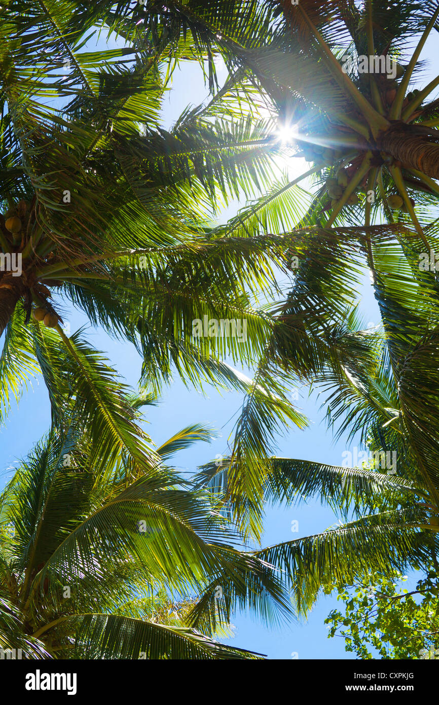Sun shining through the tops of trees hi-res stock photography and ...