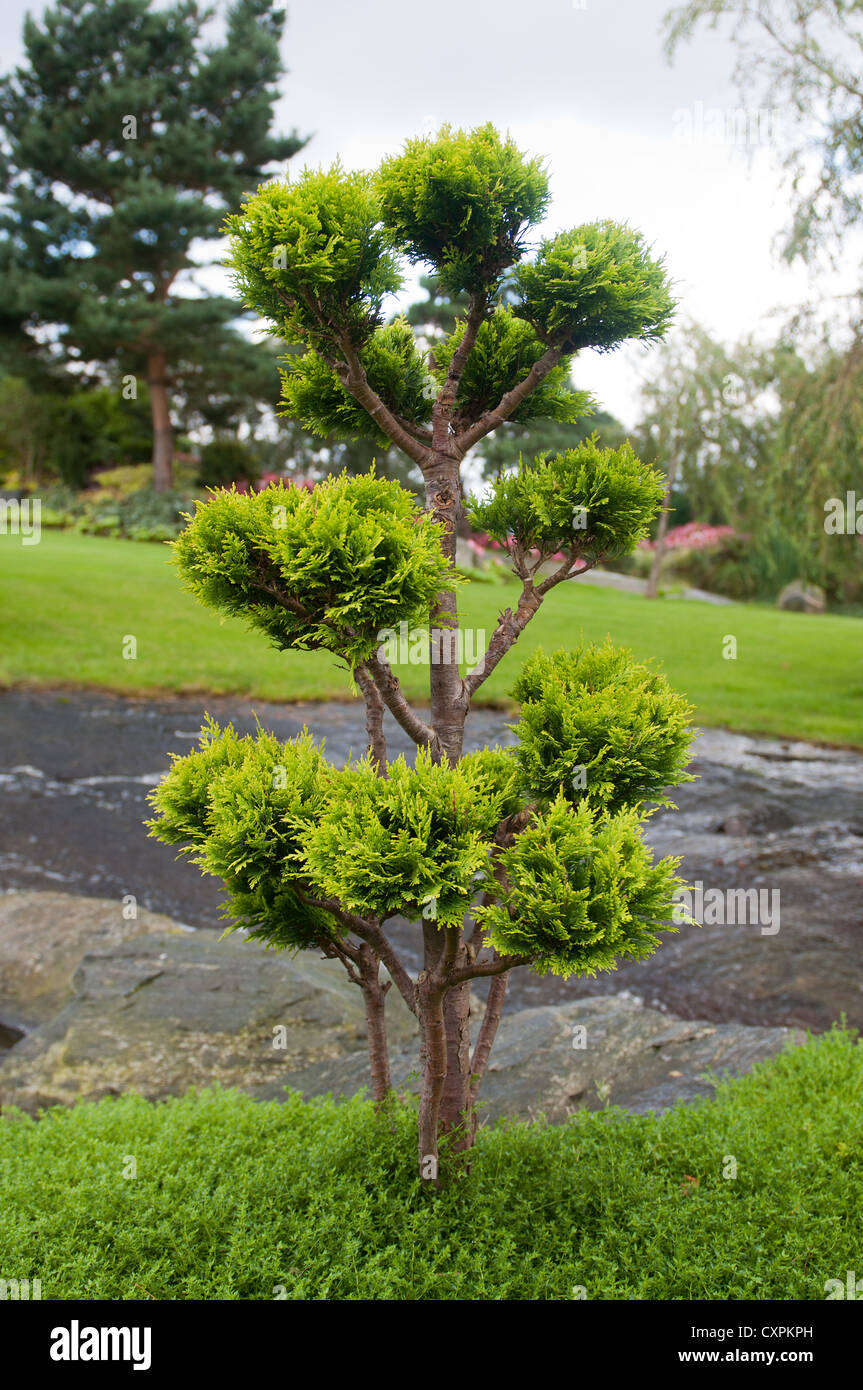 Flor & fjaere hi-res stock photography and images - Alamy