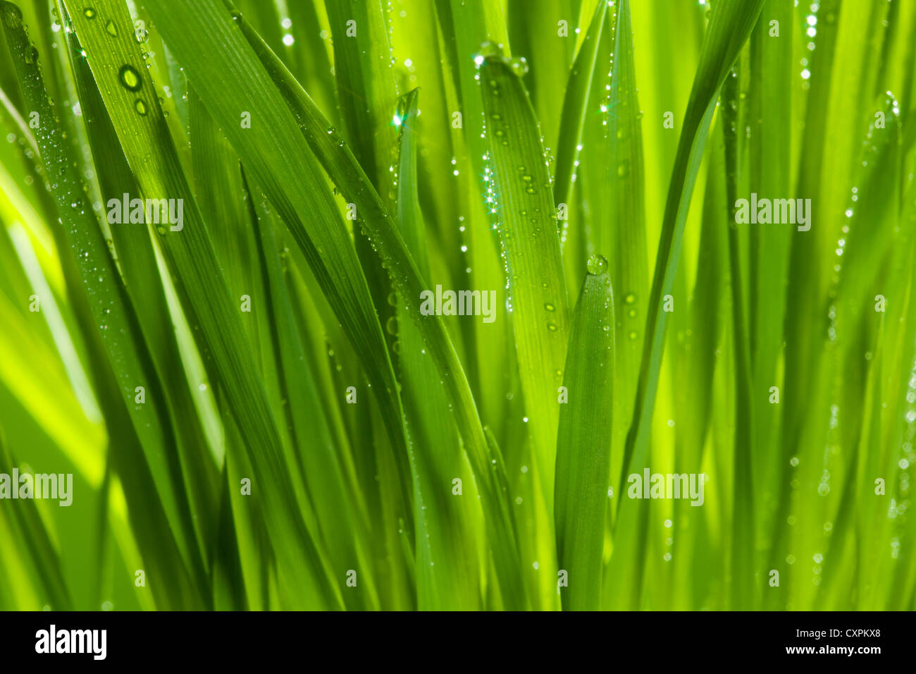 sparkling fresh grass after rain Stock Photo - Alamy
