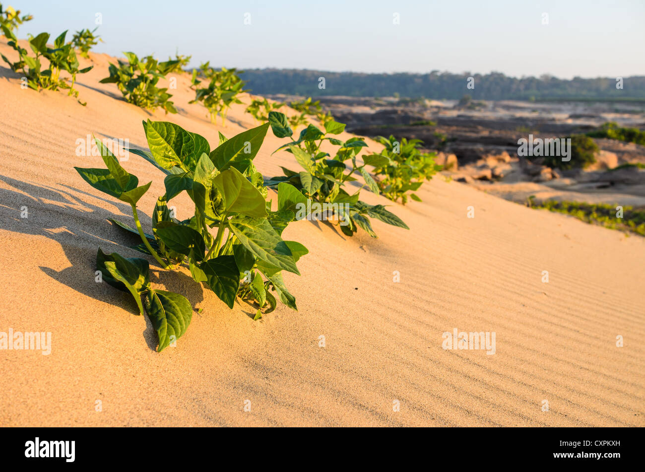 Green plant on the sand leaves and sun Stock Photo - Alamy