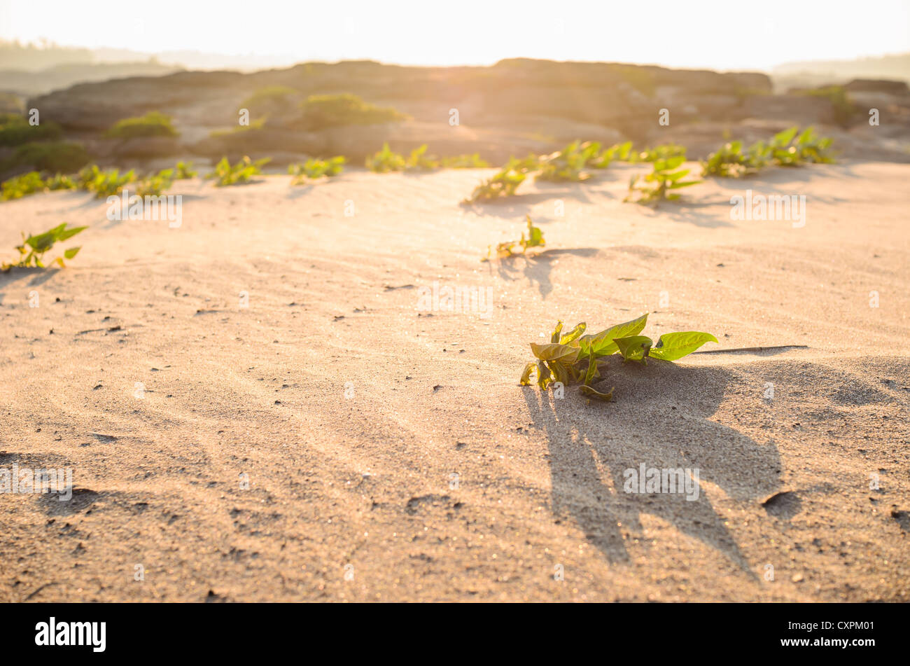 Green plant on the sand leaves and sun Stock Photo - Alamy