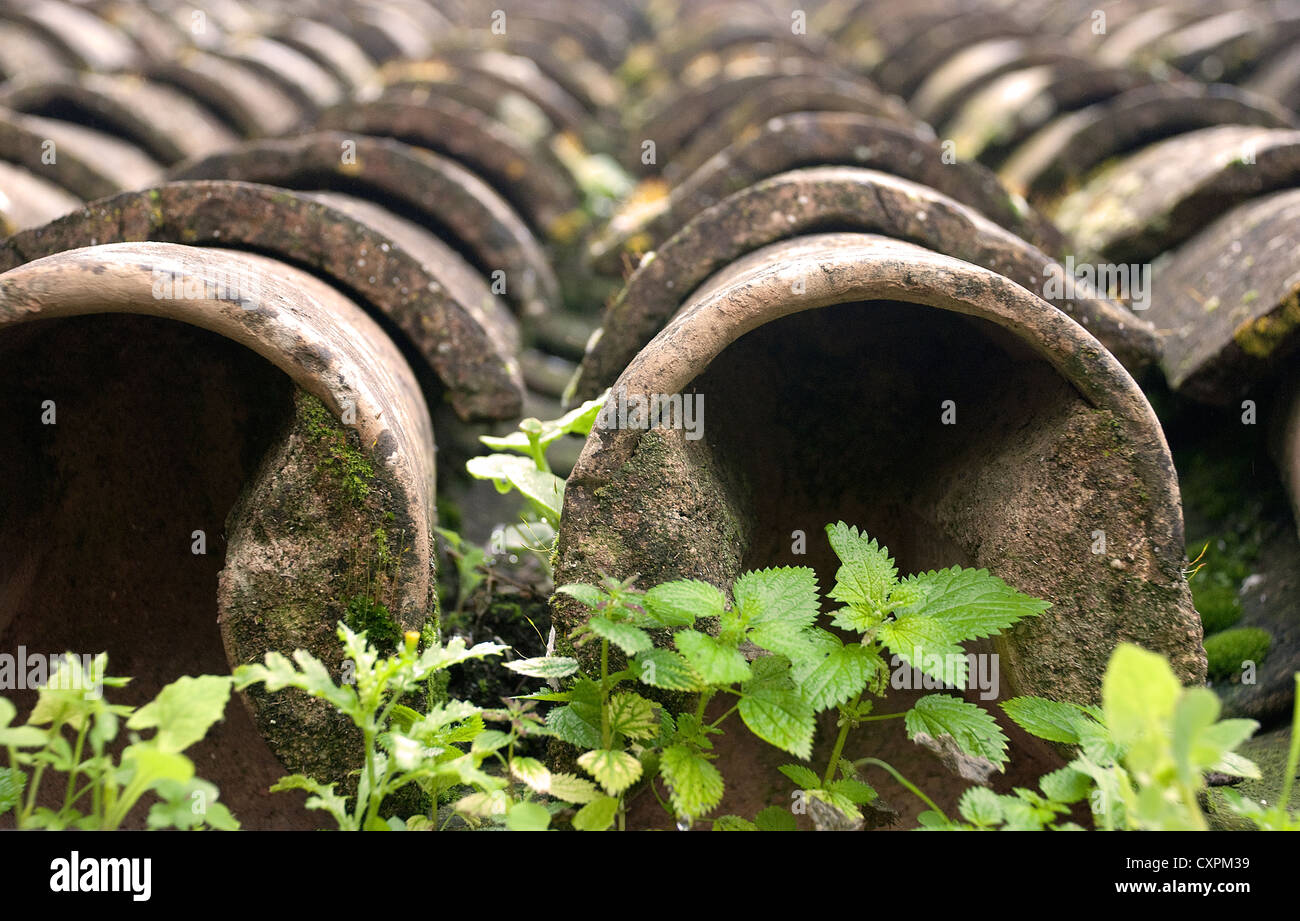 Spanish roof tiles in Cordoba with growing weeds. Spain Stock Photo - Alamy