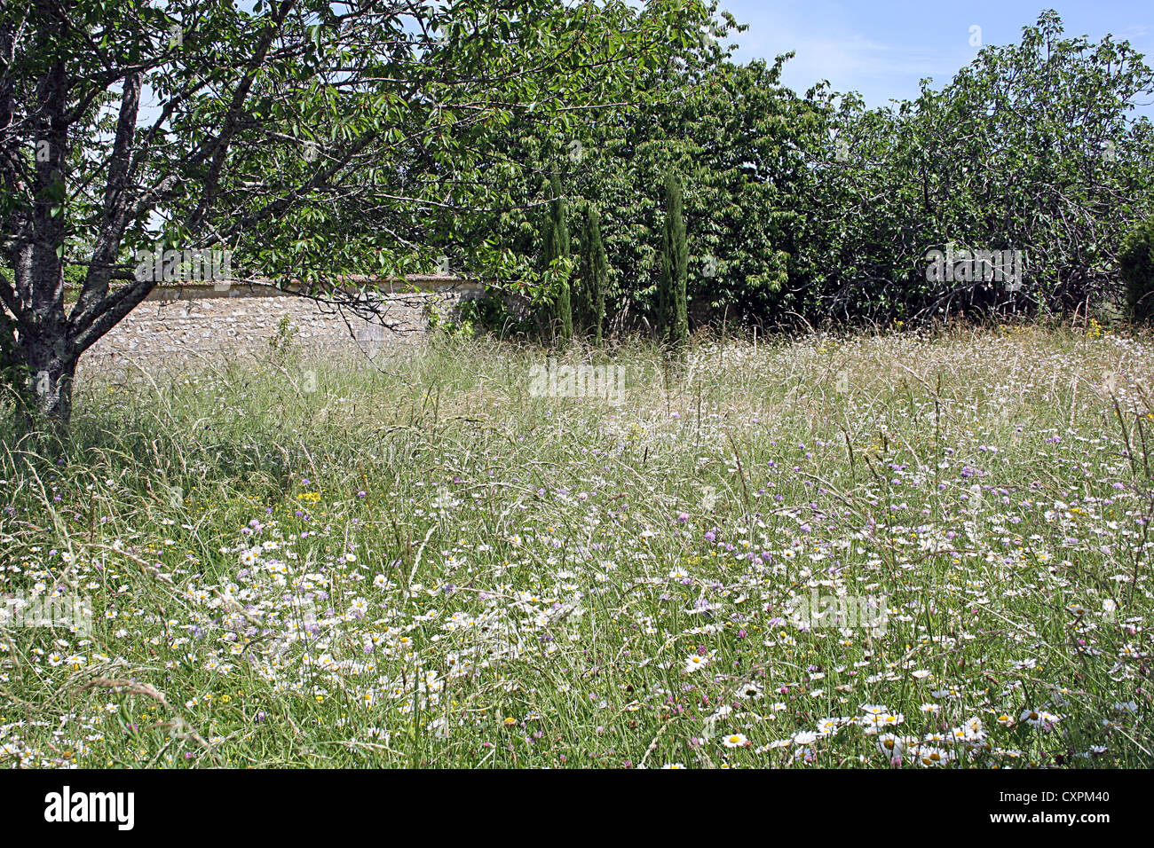 Wildflower meadow in private garden, France Stock Photo - Alamy