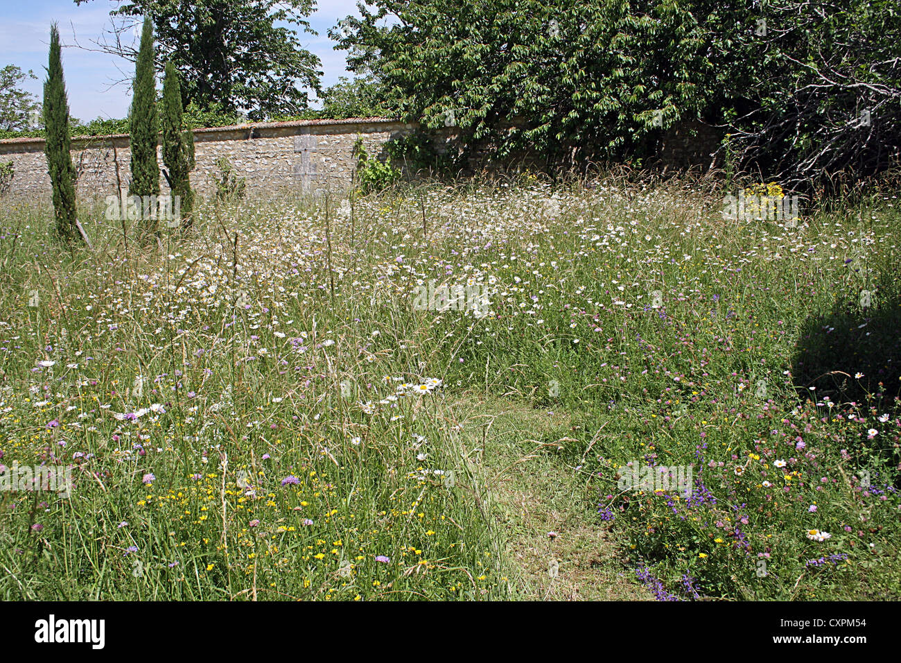Wildflower meadow in private garden, France Stock Photo - Alamy