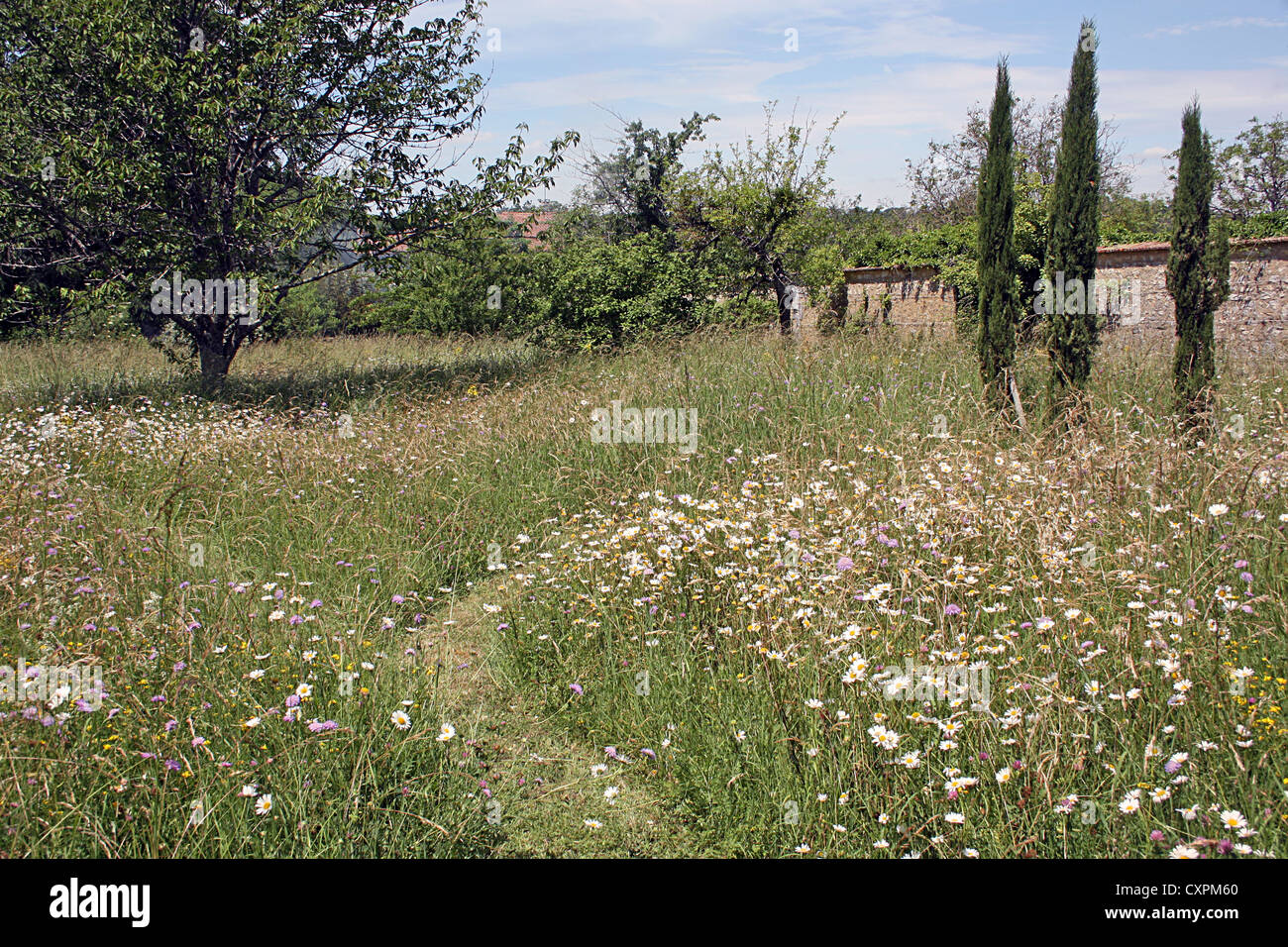 Wildflower meadow in private garden, France Stock Photo - Alamy