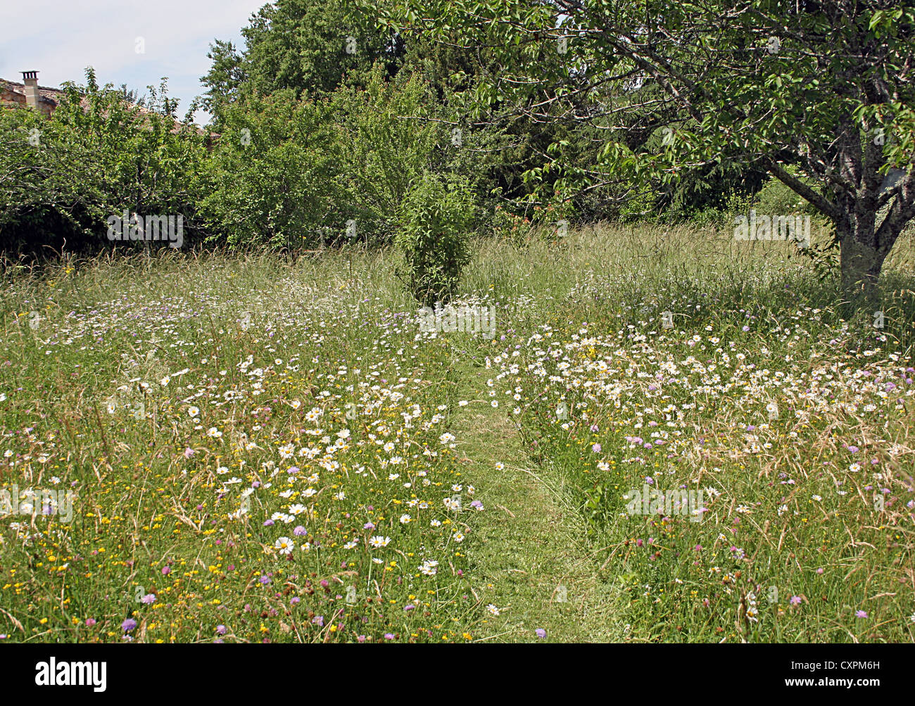 Wildflower meadow in private garden, France Stock Photo - Alamy