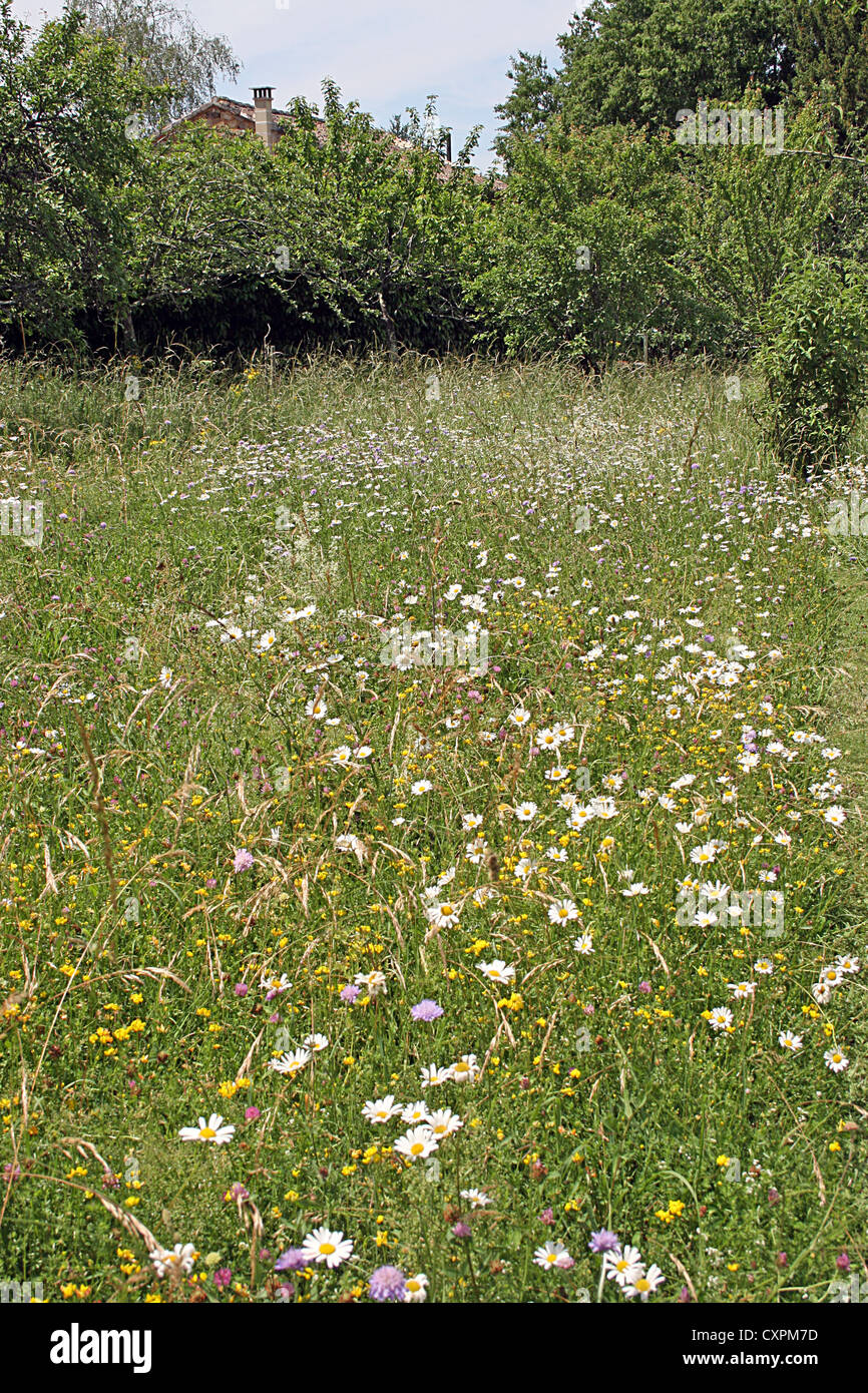 Paths mowed through meadow hi-res stock photography and images - Alamy