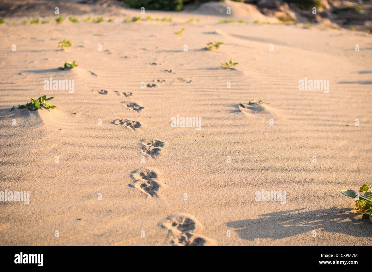 Dogs track in sand in the nature Stock Photo - Alamy