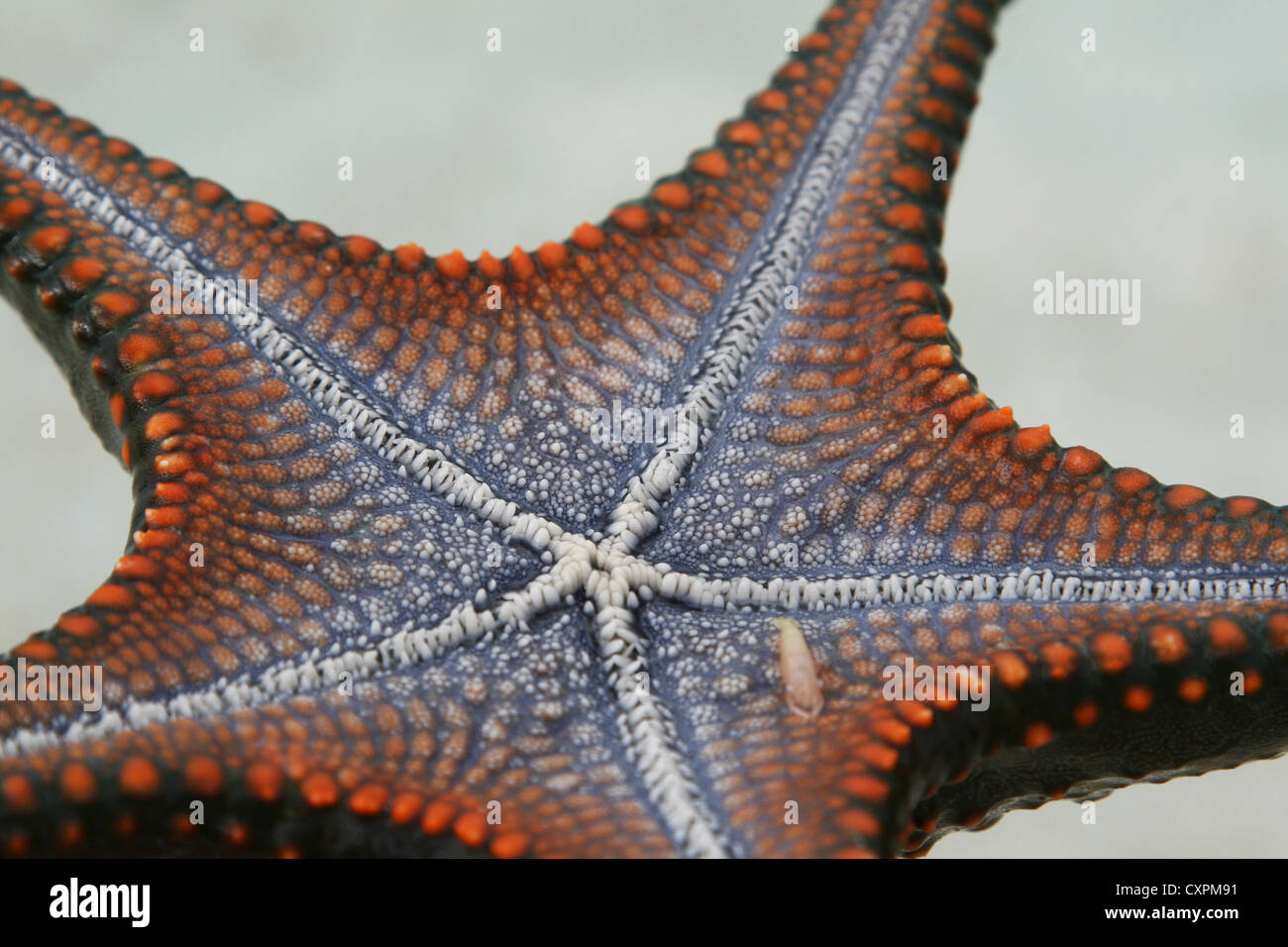 Indian ocean starfish hi-res stock photography and images - Alamy