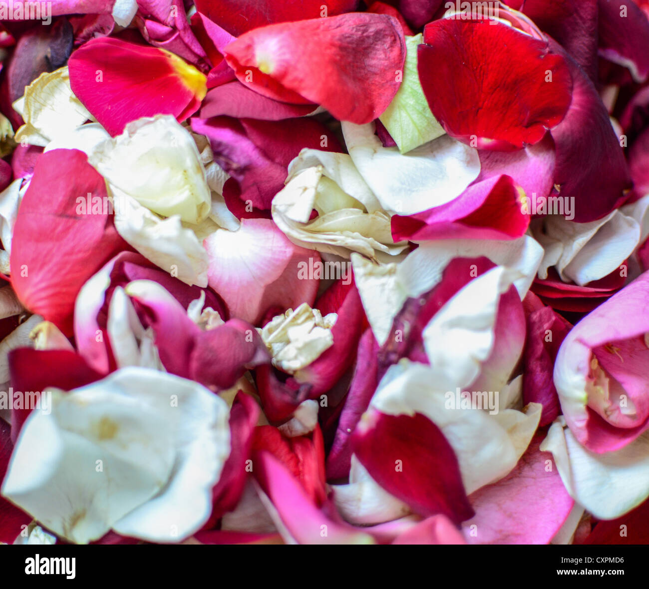 Rose petals background Stock Photo - Alamy