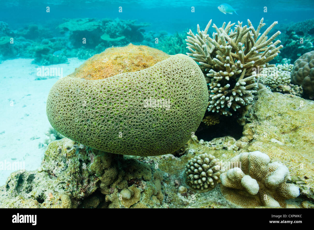 Table of hard coral hi-res stock photography and images - Alamy