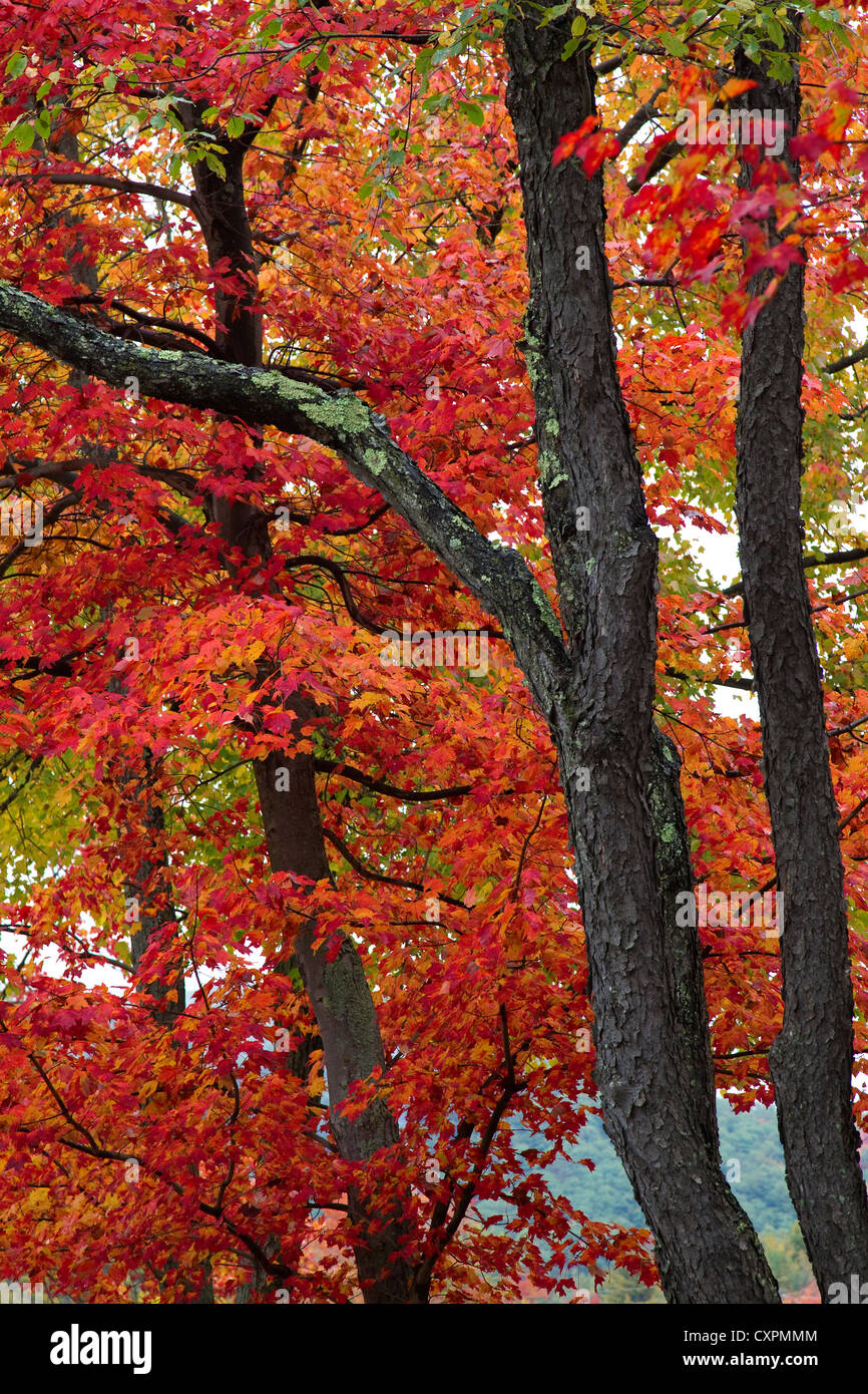 Red fall colors hi-res stock photography and images - Alamy