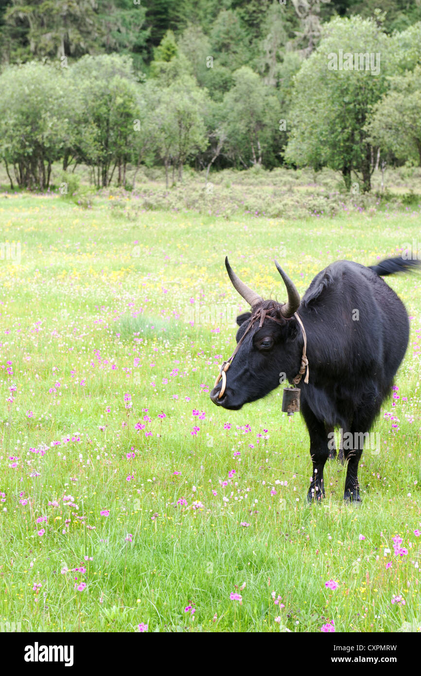 Yak standing on in shangri la hi-res stock photography and images - Alamy