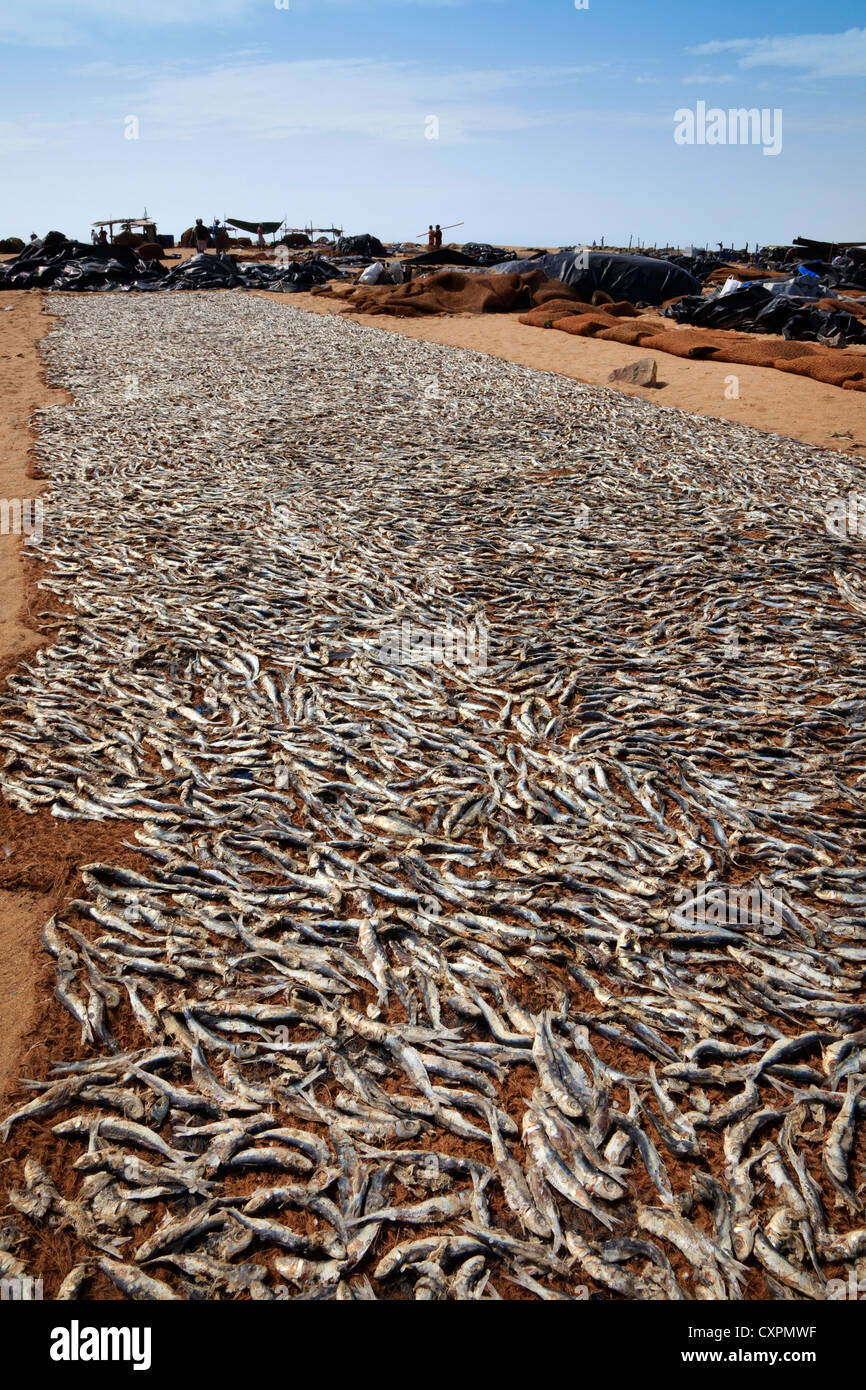 Fish drying on matting at Negombo fish market and harbour, Negombo, Sri ...