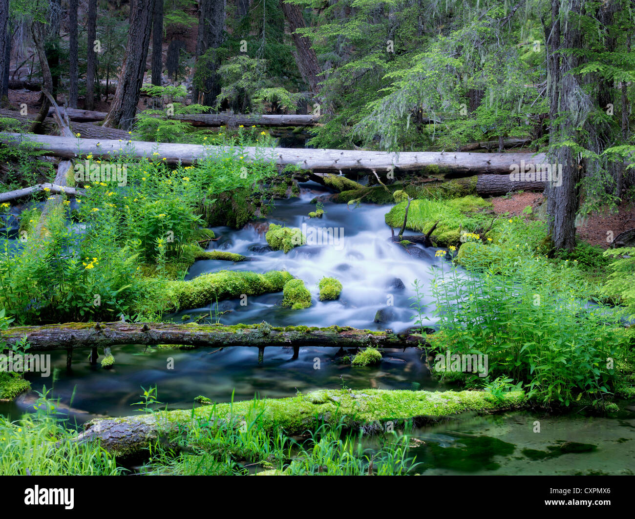 Oregon forest river hi-res stock photography and images - Alamy