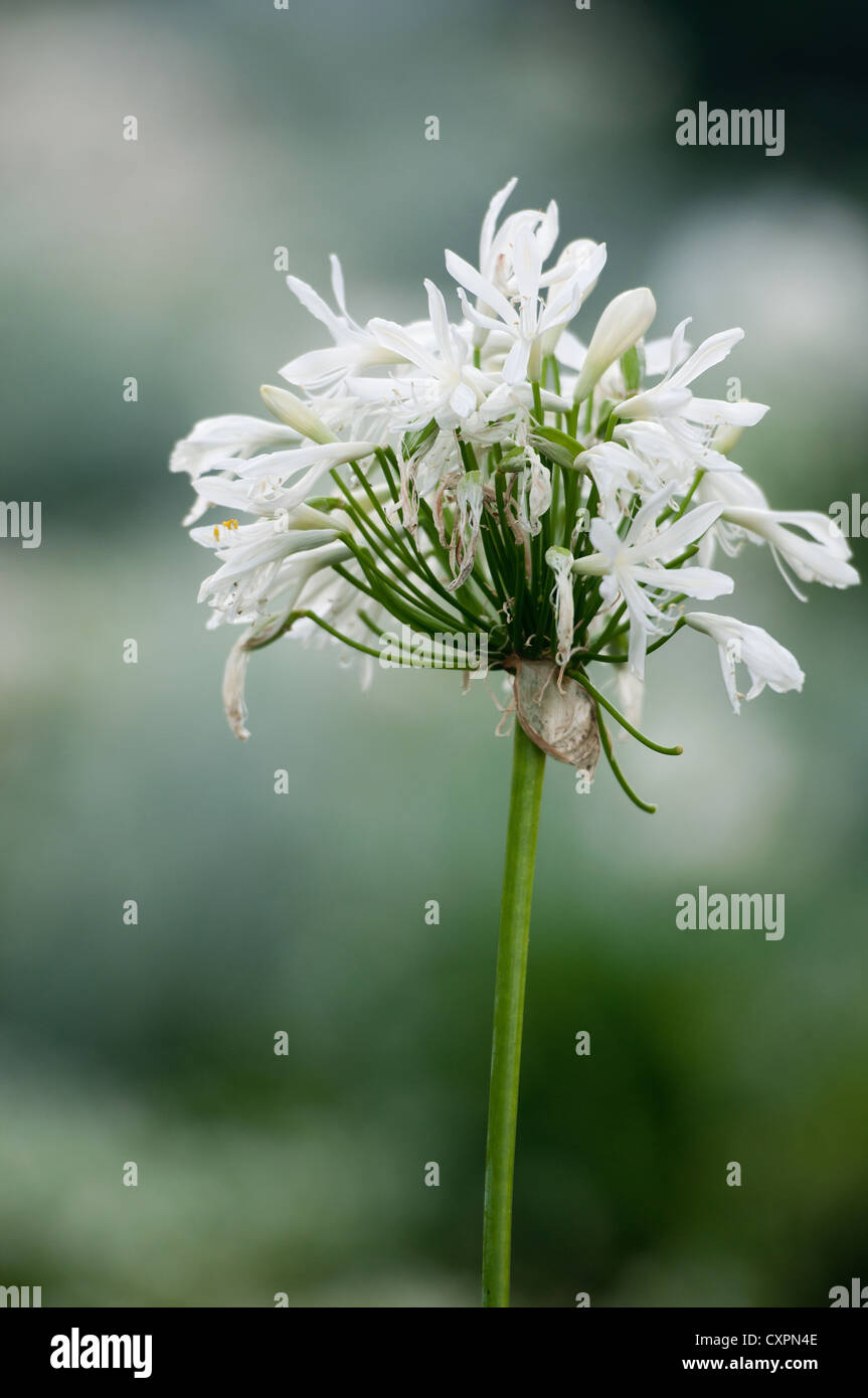 Some of the flowers in the Flor & Fjaere (Flor & Fjære) Gardens in ...