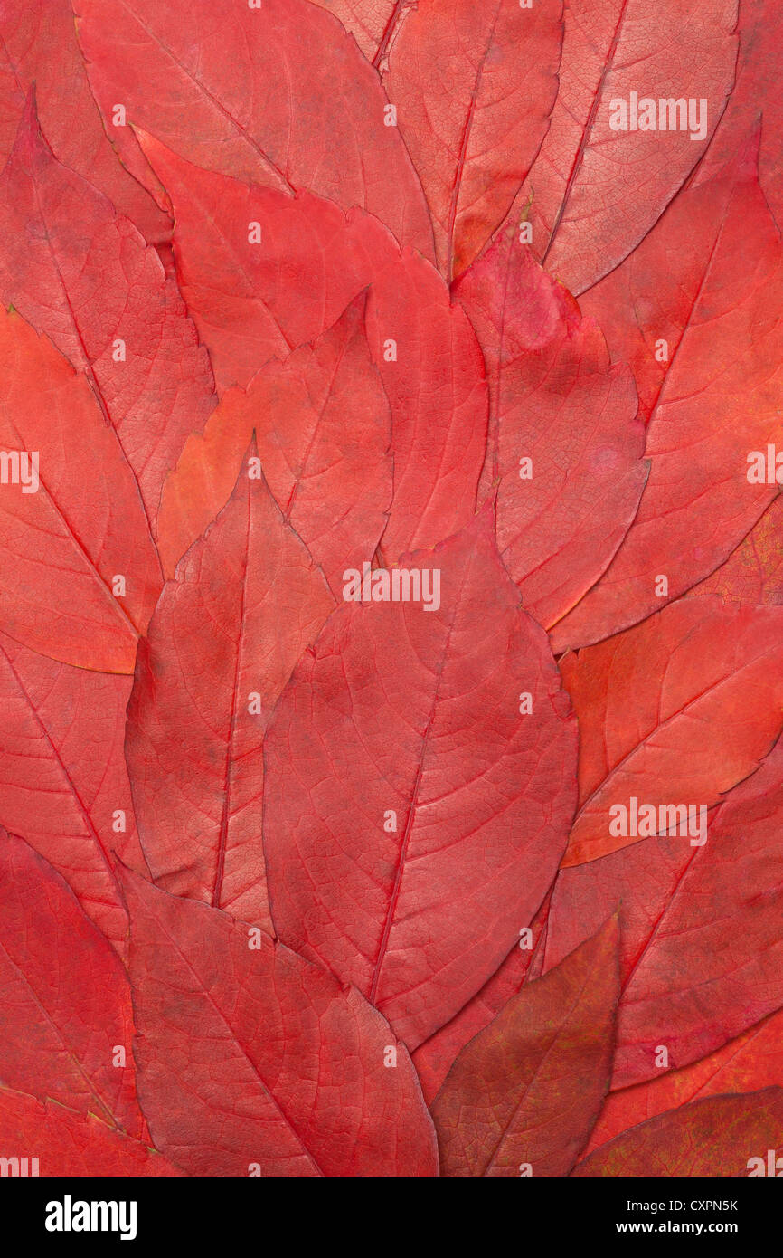 red autumnal leaves background, color backdrop Stock Photo - Alamy