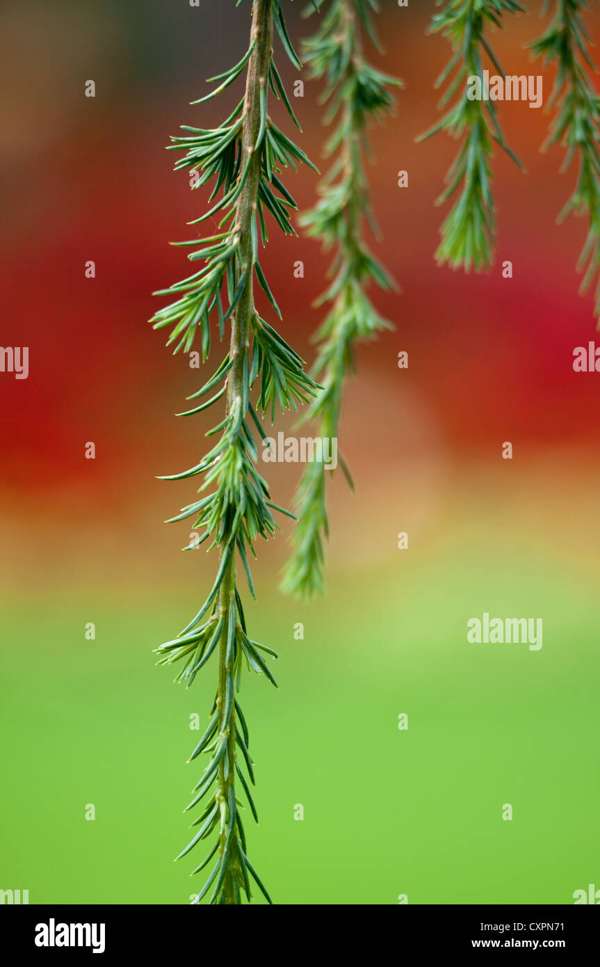 Flor & fjaere hi-res stock photography and images - Alamy