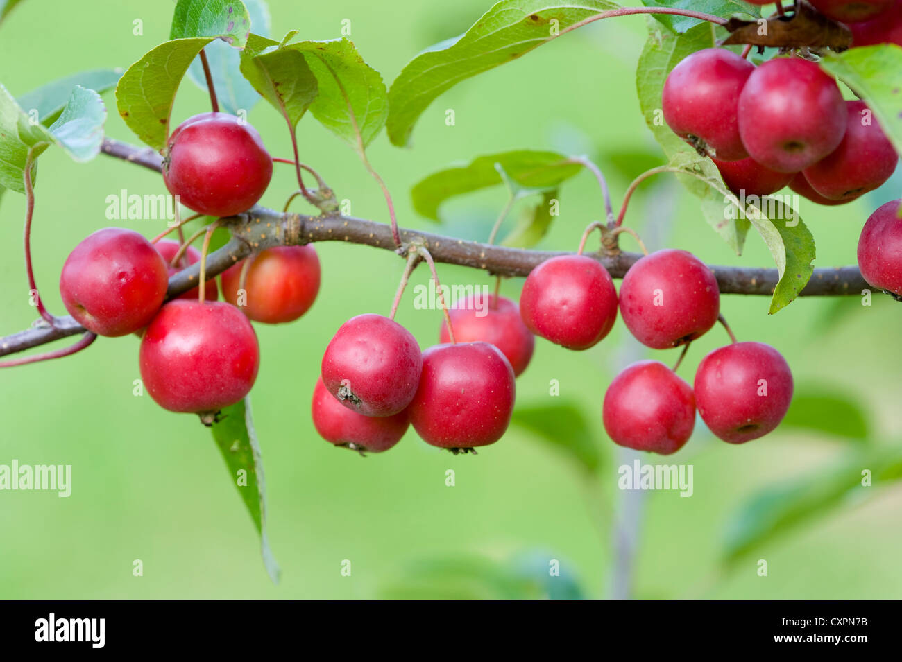 malus crittenden crab apples Stock Photo - Alamy