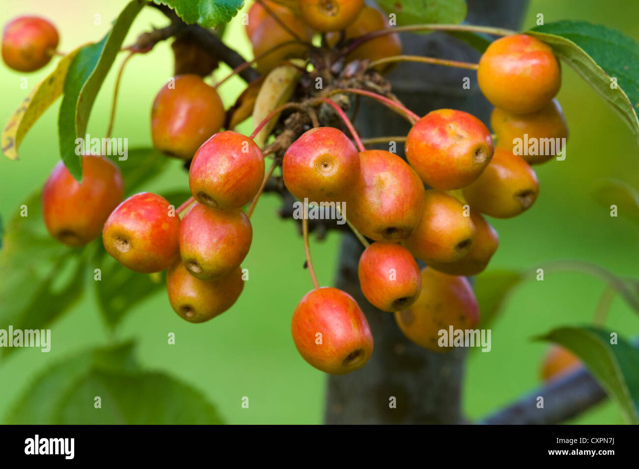 Crabapples growing tree hi-res stock photography and images - Alamy