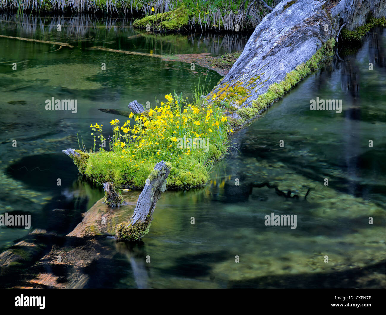 Streamside hi-res stock photography and images - Alamy