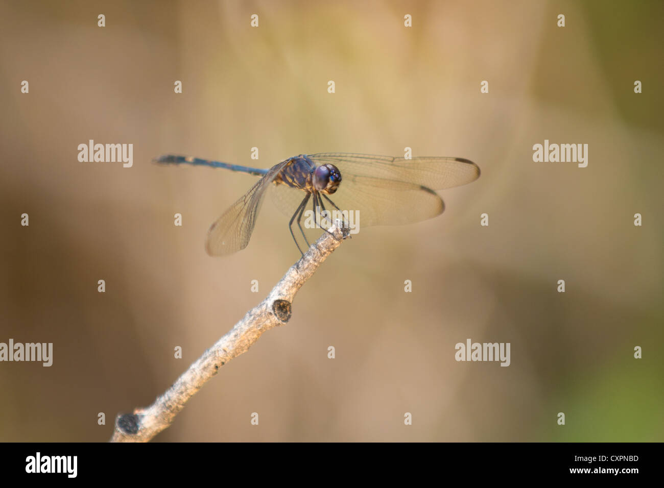 Dragonfly on twig, Big Bend National Park, Texas Stock Photo - Alamy