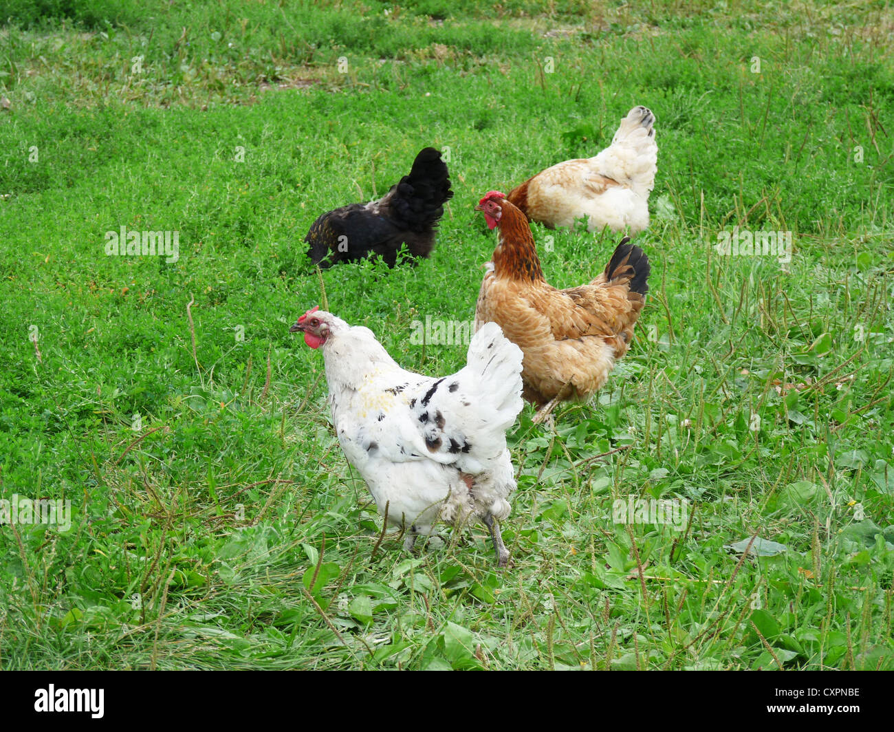 Animal countryside chicken hi-res stock photography and images - Alamy
