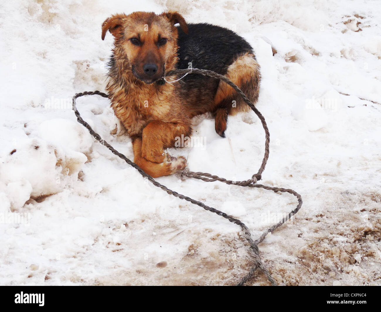 dog, stray, homeless, throw, an orphan, a mongrel, winter, animals ...
