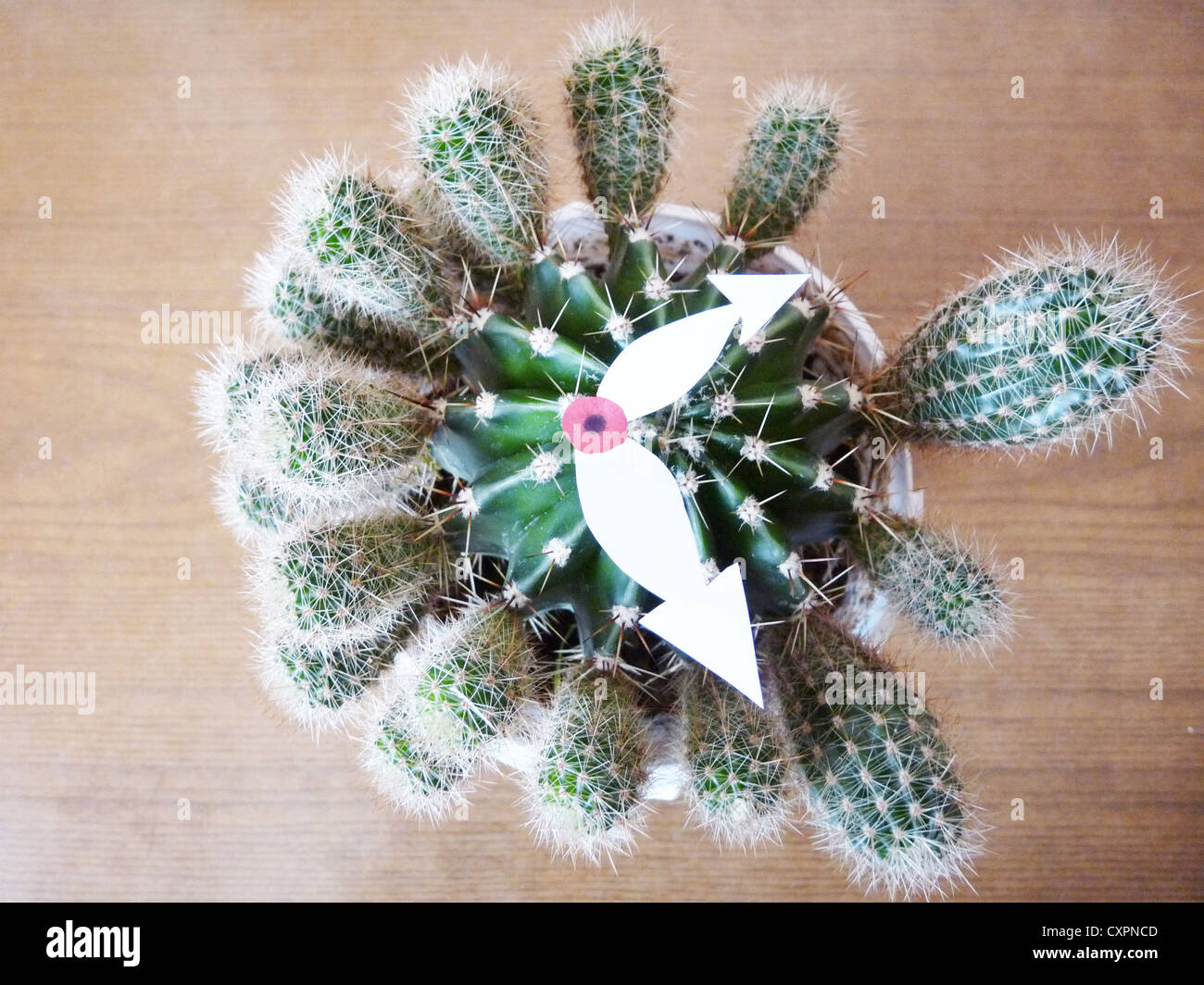 Needle cactus hi-res stock photography and images - Alamy