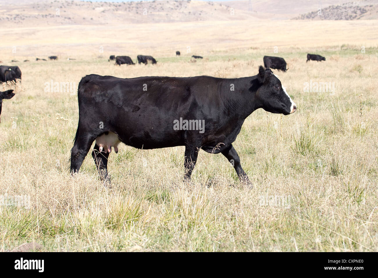 Grazing cows on pasture hi-res stock photography and images - Alamy