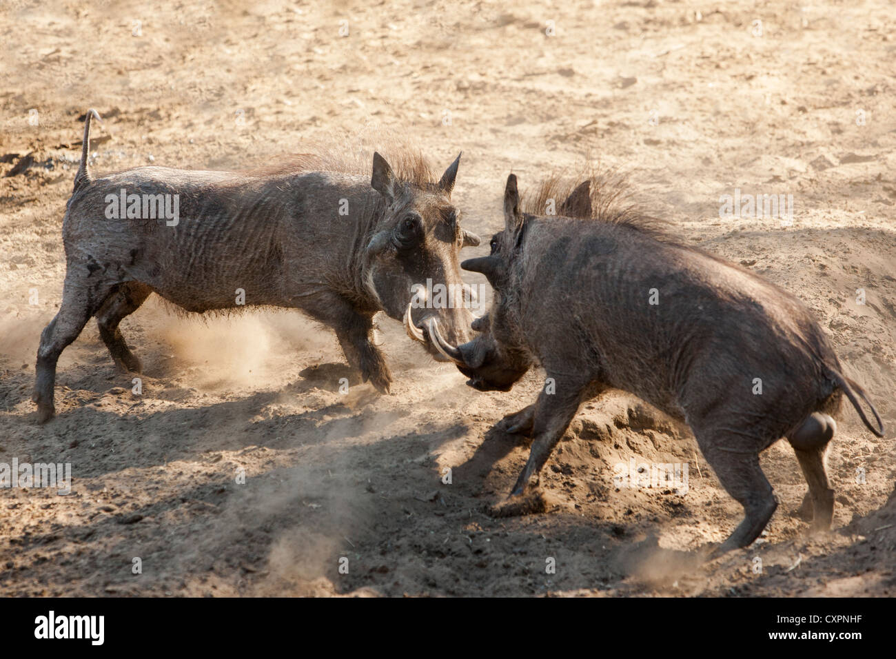 Warthog (Phacochoerus aethiopicus), boars fighting, Mkhuze game reserve ...