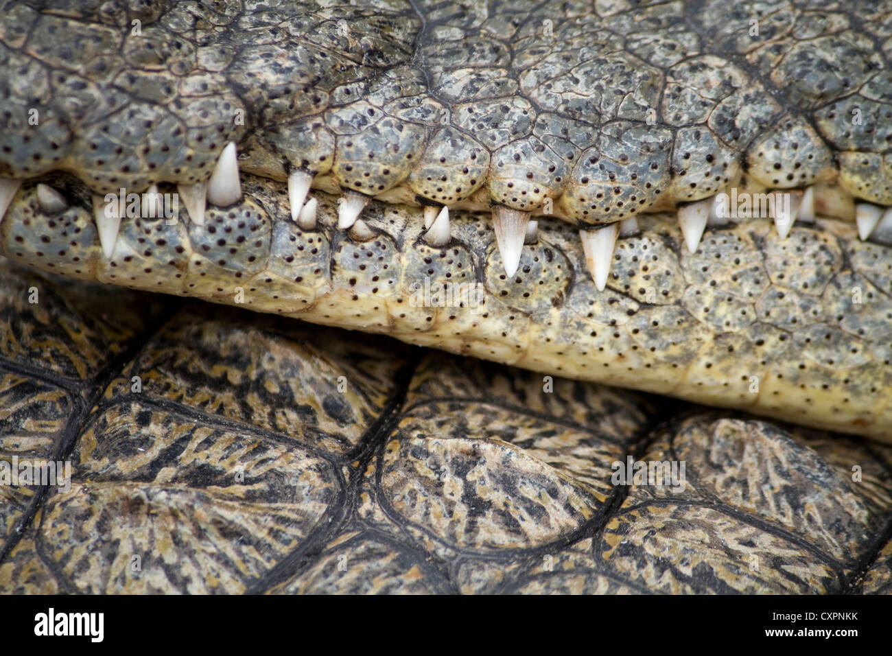 Crocodile claw foot hi-res stock photography and images - Alamy