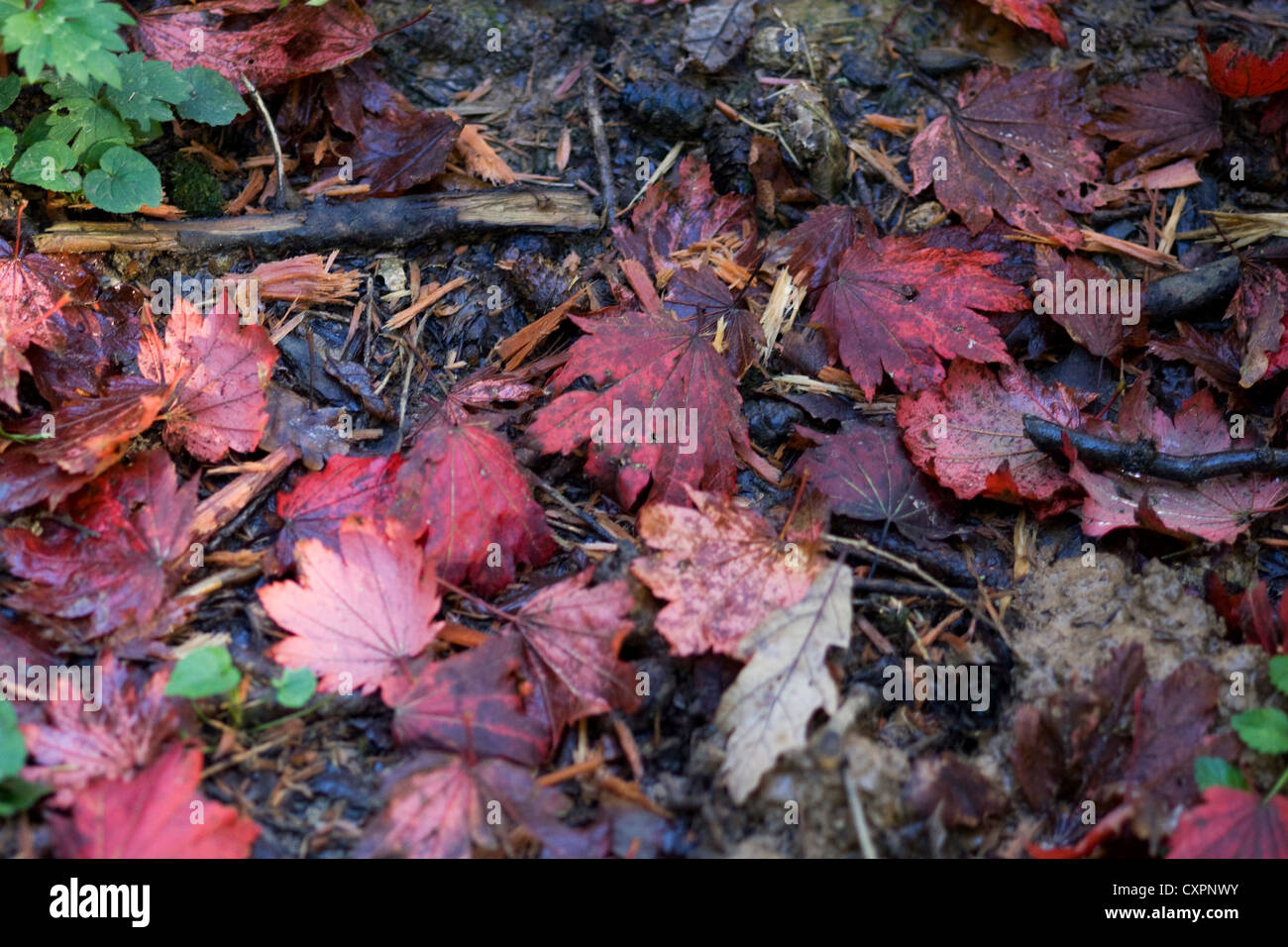 Full moon maple hi-res stock photography and images - Alamy