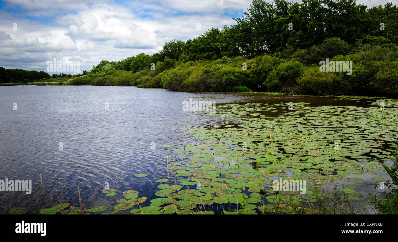 One of over a thousand lakes in the Brenne National Park, Indres ...