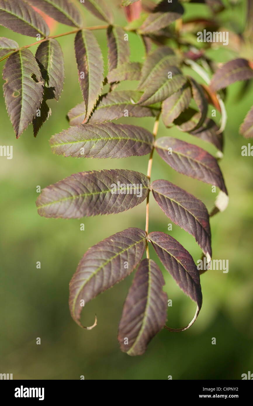 Sorbus commixta Japanese Rowan Leaves Stock Photo - Alamy