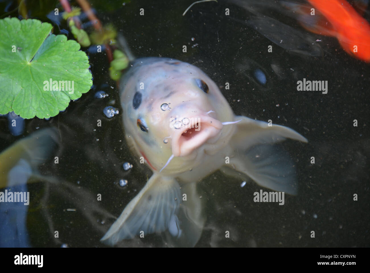 Koi carp hi-res stock photography and images - Alamy