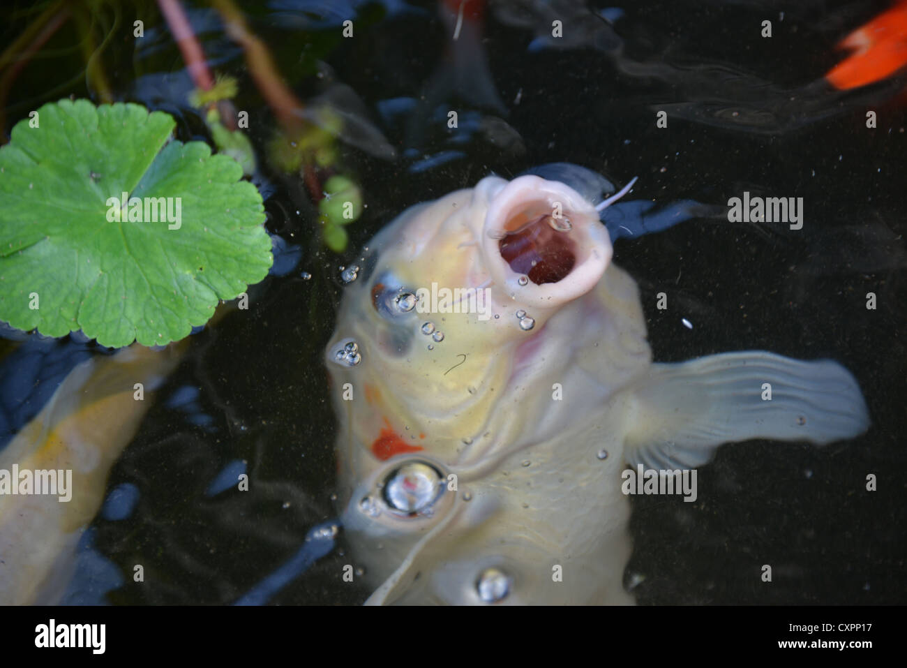 Japanese koi carp hi-res stock photography and images - Alamy