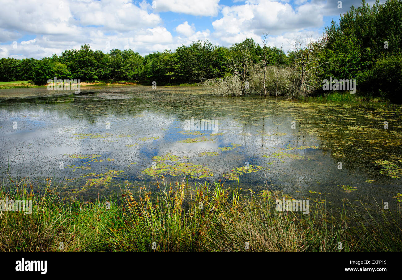 One of over a thousand lakes in the Brenne National Park, Indres ...