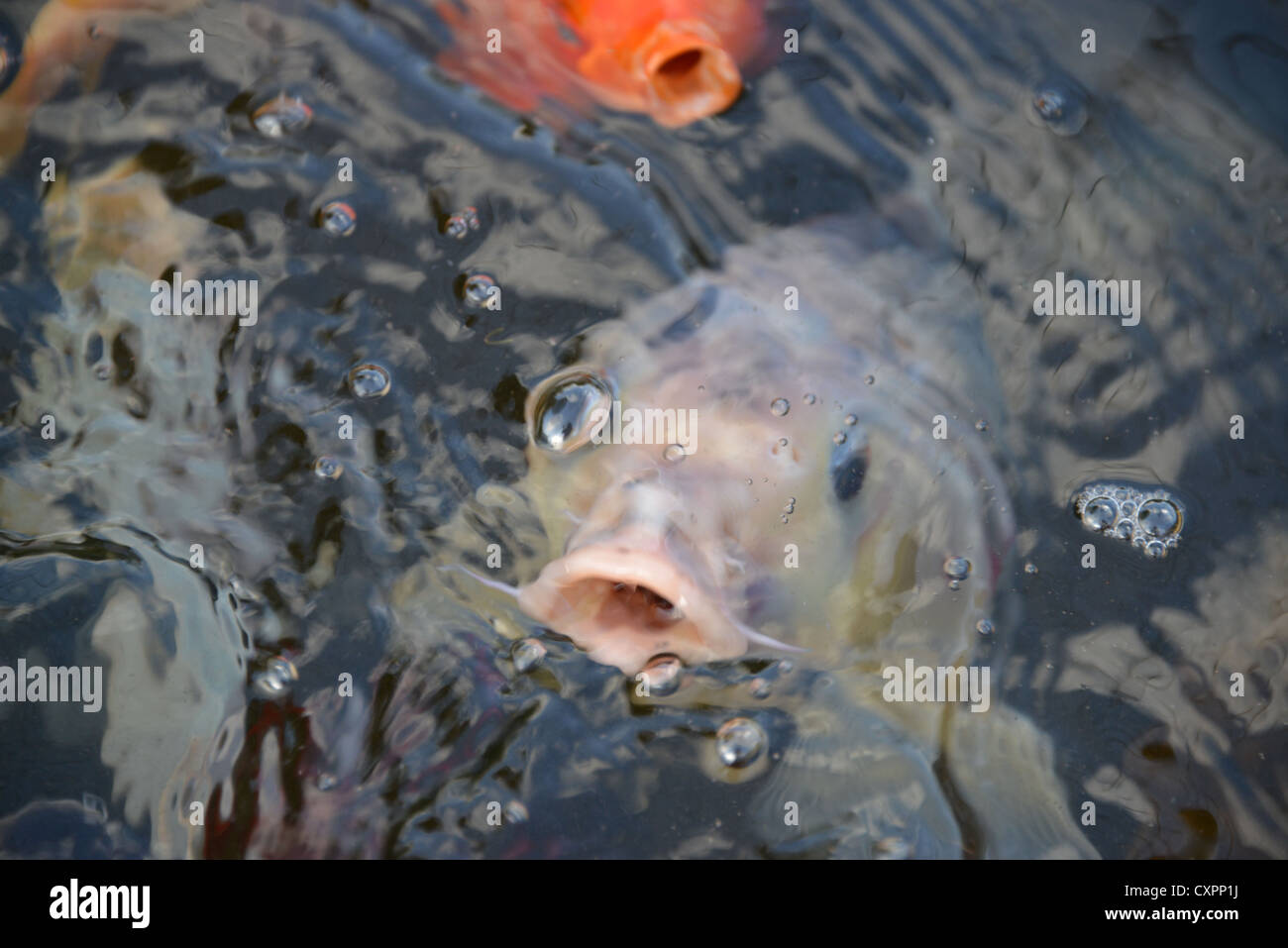 Japanese koi carp hi-res stock photography and images - Alamy