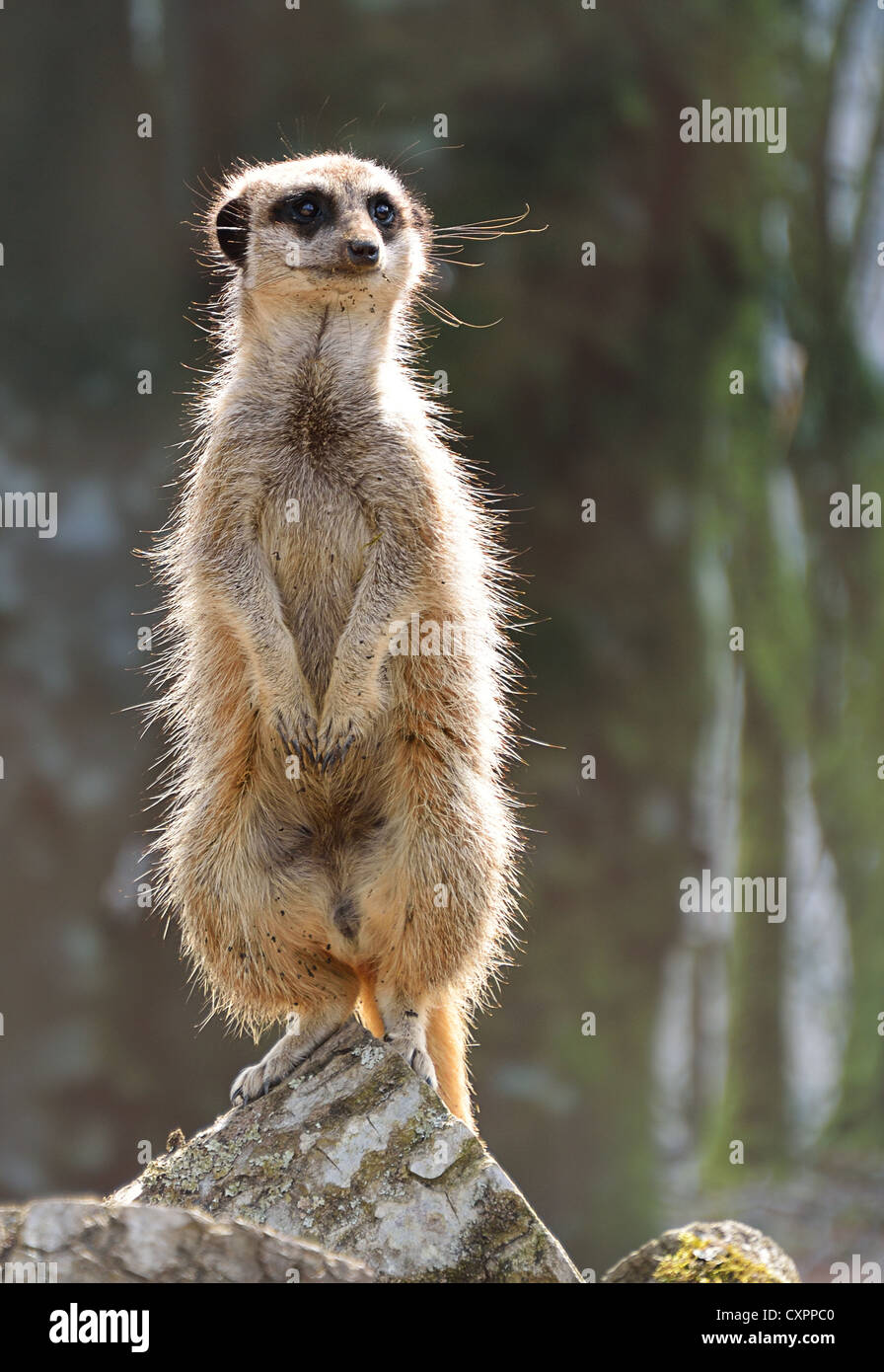 Standing hind legs hi-res stock photography and images - Alamy