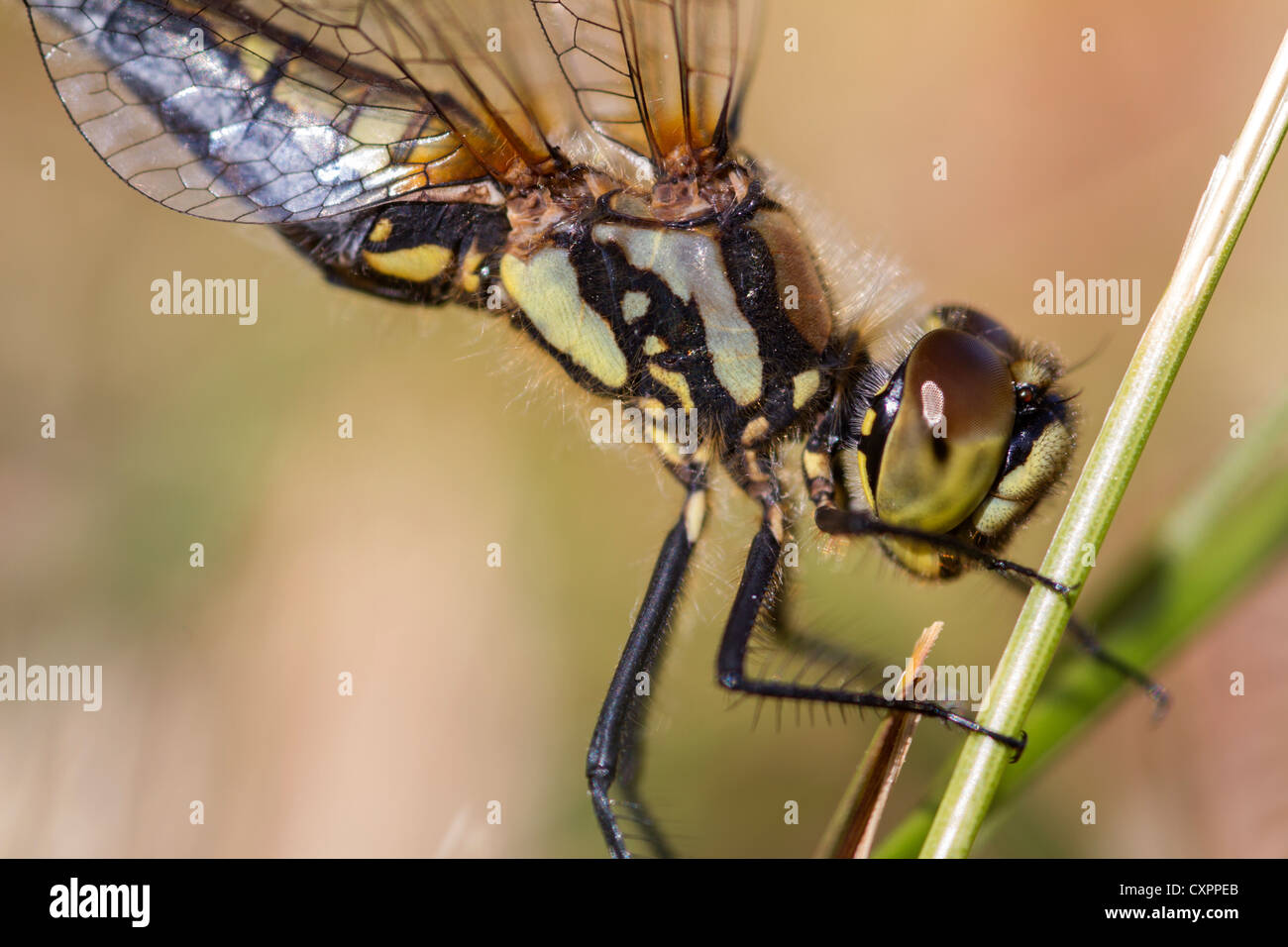 Black Darter (Sympetrum danae Stock Photo - Alamy