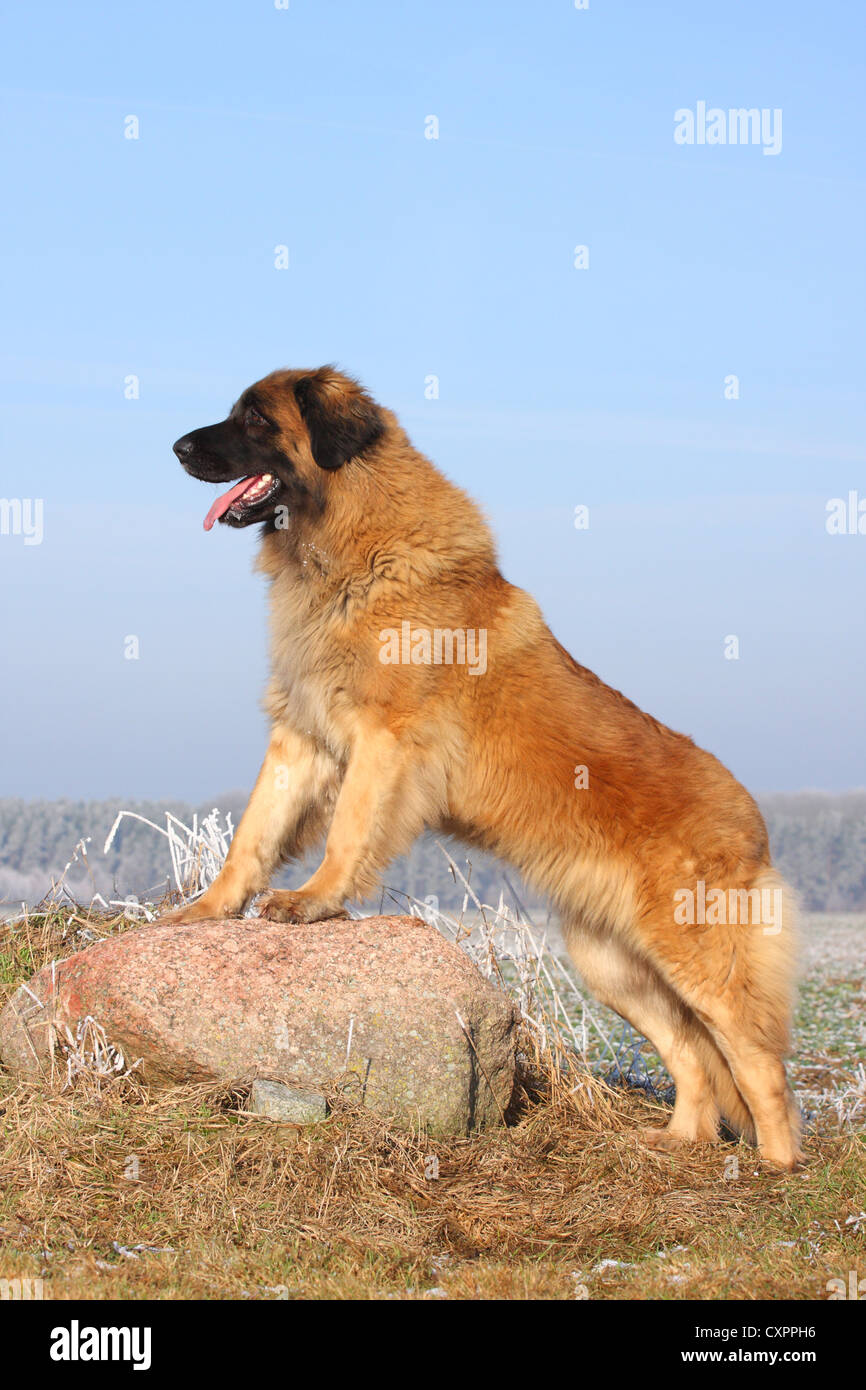 Leonberger profile hi-res stock photography and images - Alamy